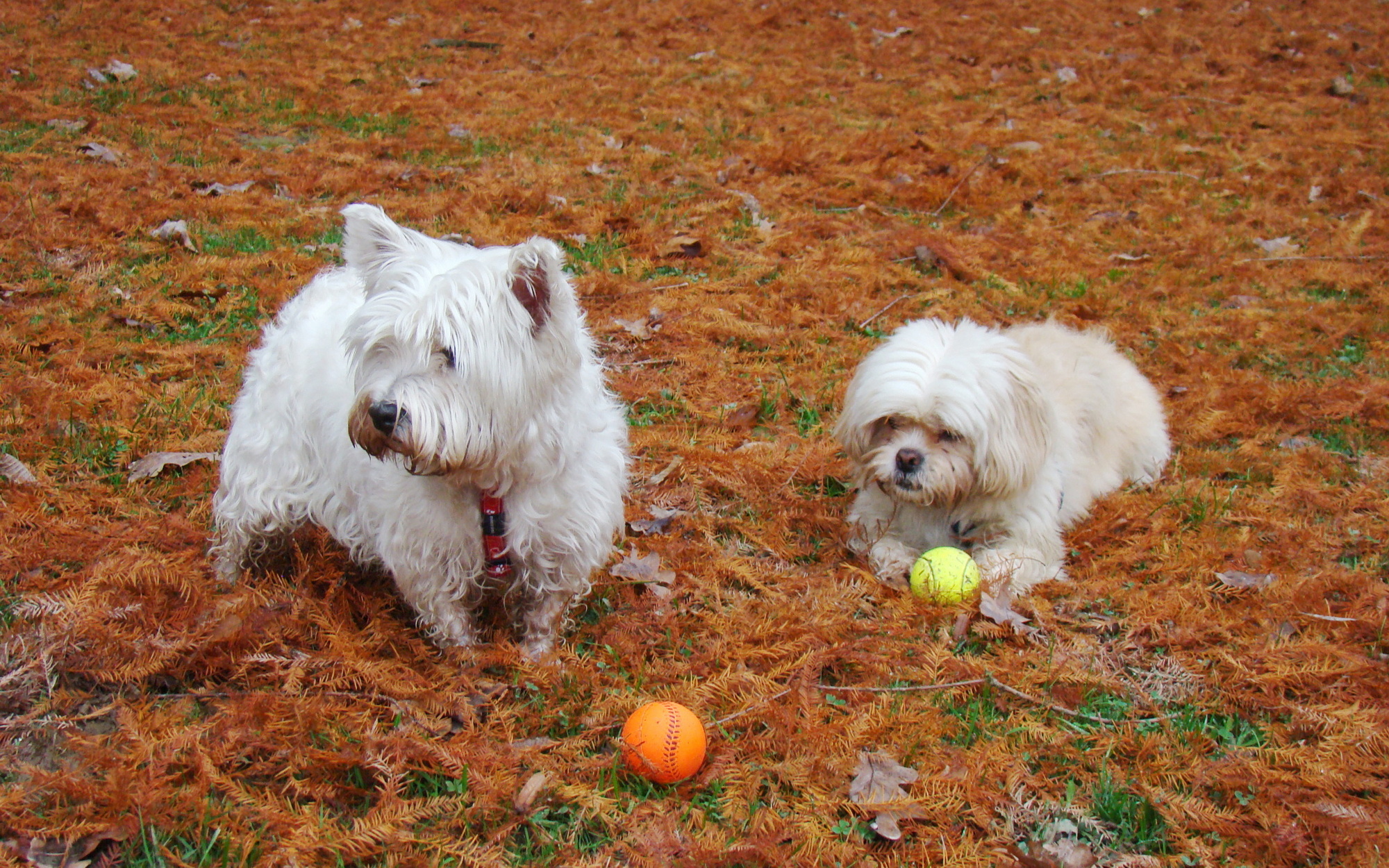 Favorite environment – ProSportService